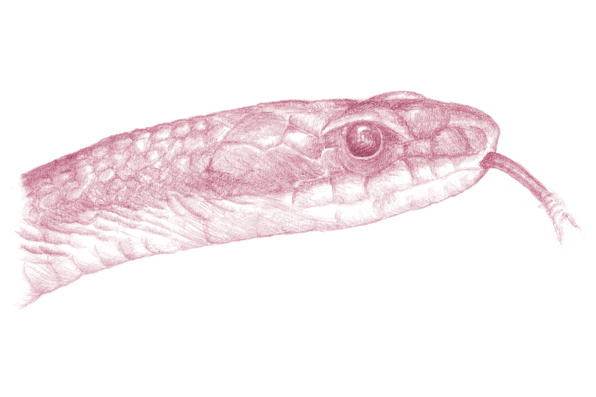 Snake head illustration ENW Learning Resource Te Kura